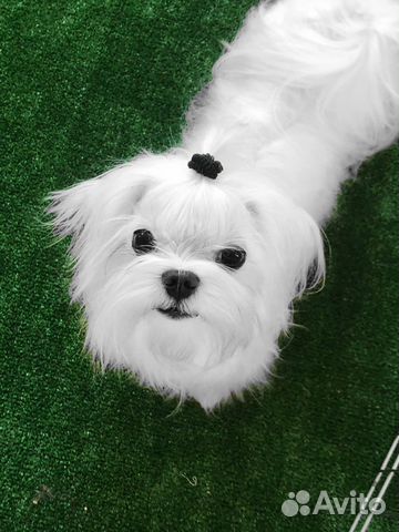 Красавчик Мальтезе