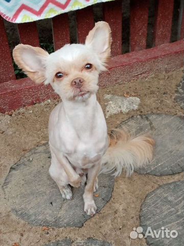 Вязка собак