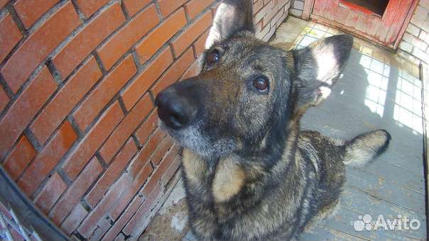 Собака в добрые руки немецкая овчарка