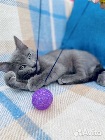 Голубая изящная красавица в дар