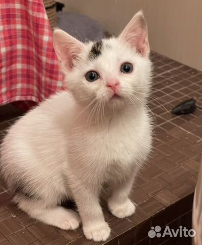 Котенок 1,5 мес