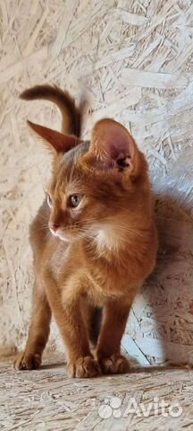 Абесинские котята