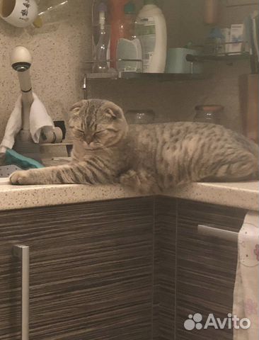 Шикарный шотландец