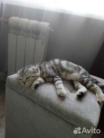 Найден котëнок