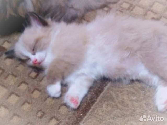 Котята невские маскарадные. Мальчики