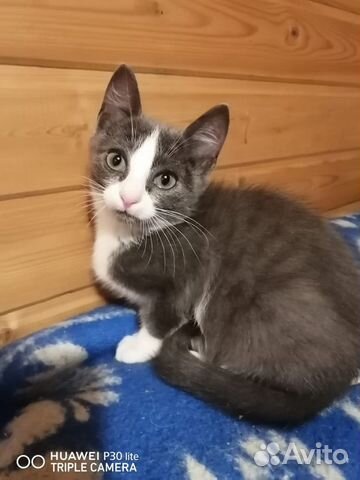 Котенок Дымок в добрые руки