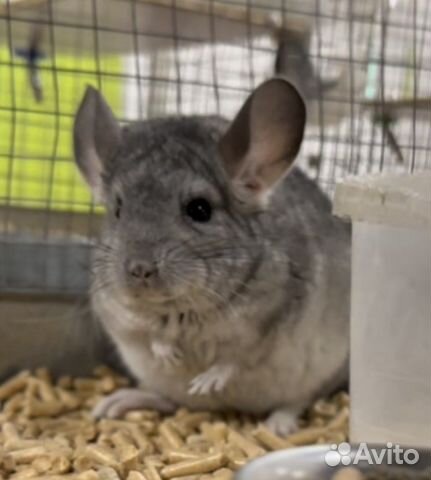 Шиншилла девочка