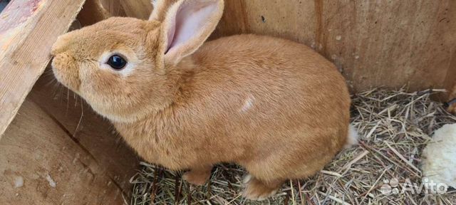 Бургундский крол