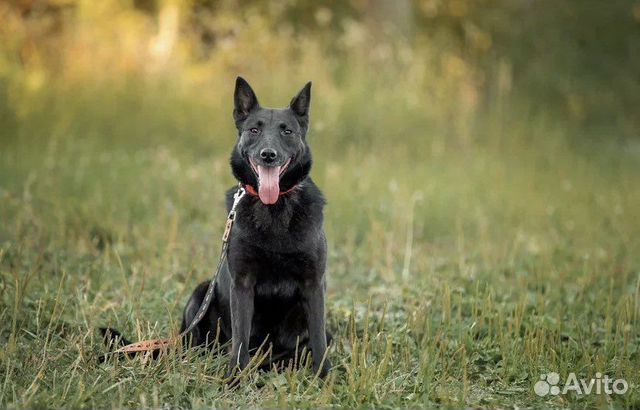 Замечательная Нора