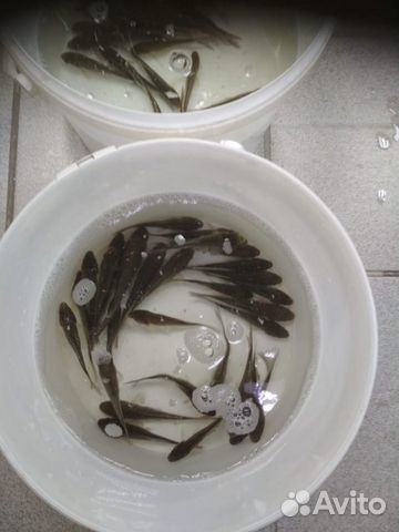 Живец малек карась плотва