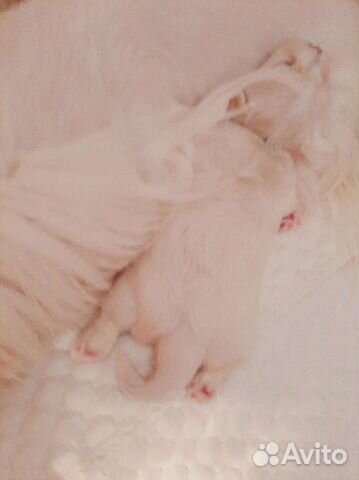 Мальтийская болонка. Мальтезе. Бронь. Шшшладость