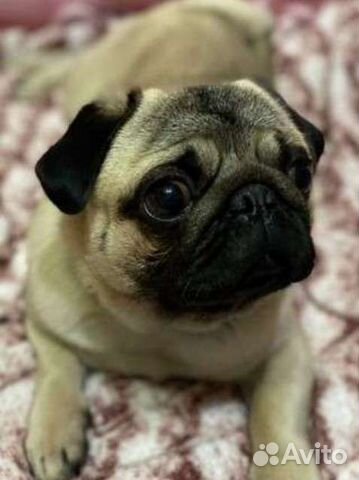 Мопс ищет девочку для вязки