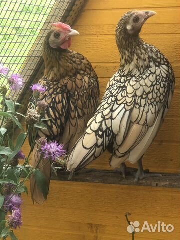 Петушки золотой сибрайт