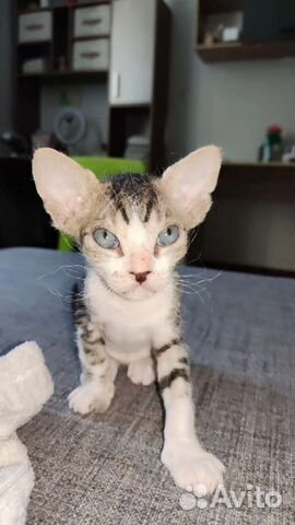 Котик сфинкс