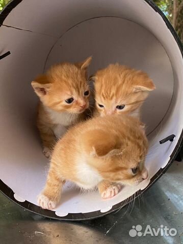 Шатландский вислоухий котенок