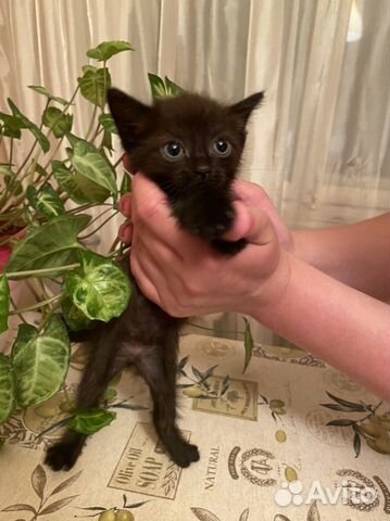 Котенок в добрые руки