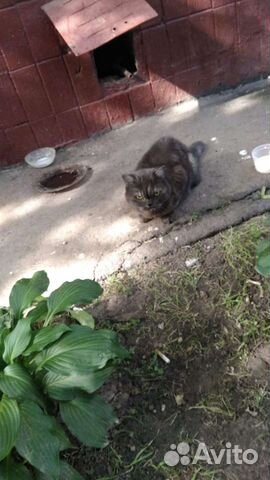 Британский кот