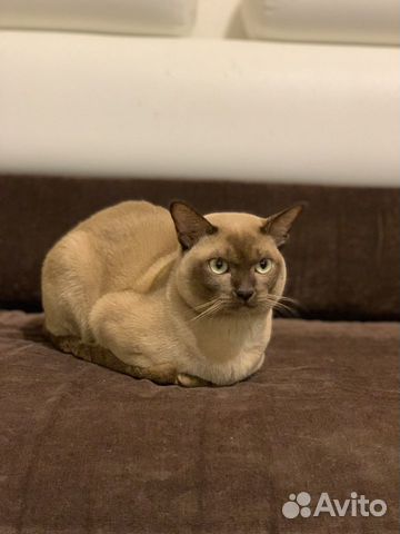 Вязка бурманский кот
