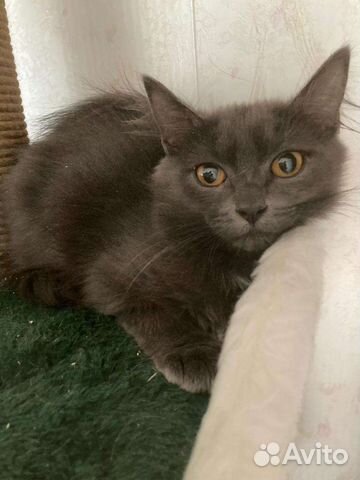 Кошка в дар бесплатно