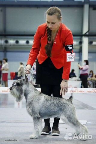 Щенки миттельшнауцера