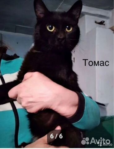 Черный кот