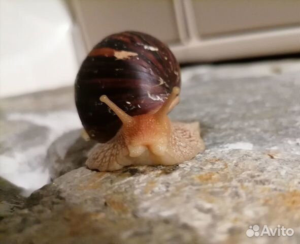 Ахатины 2 штуки