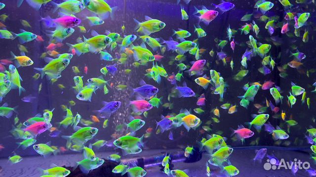 Тернеция гло опт