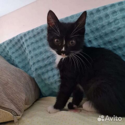 Кошки в добрые руки