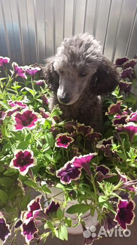 Щенок карликового пуделя