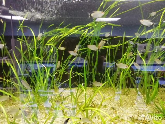 Акварумистика, продажа растений