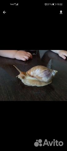 Улитки маленькие ахатины бесплатно
