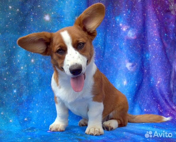 Рыжие кардиганчики