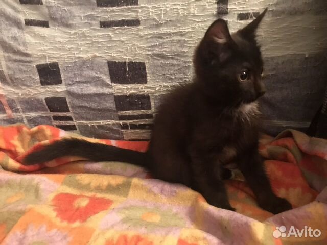 Котенок 2,5 мес