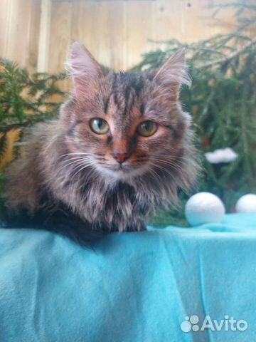 Яся - шикарная кошь