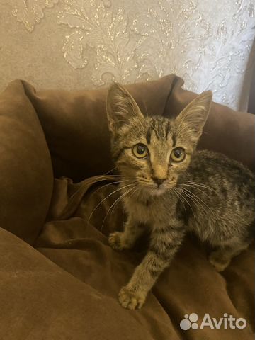 Маленький котенок (найдёныш)