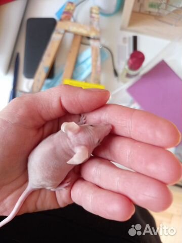 Крыса мышь лысая