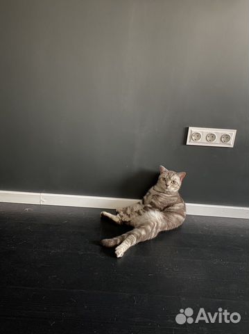 Кот шотландец