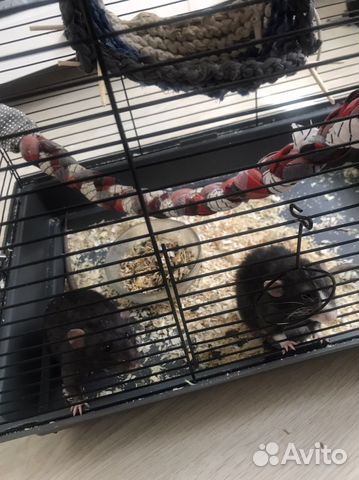 Крысы дамбо с клеткой