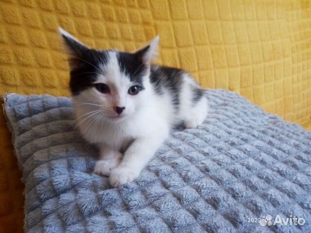 Одинокий малыш в поисках дома