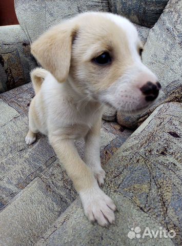 Щенки помесь лайки