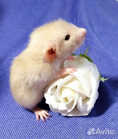 Крысята дамбо от ratlove13.85