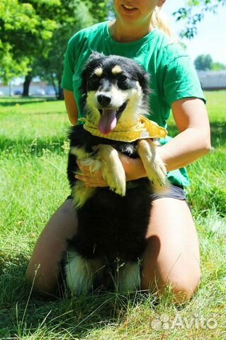 Малыш Шкодик ищет хозяина