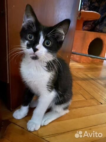 Котёнок Леопольд в добрые руки