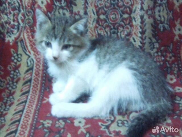 Котенок-мальчик