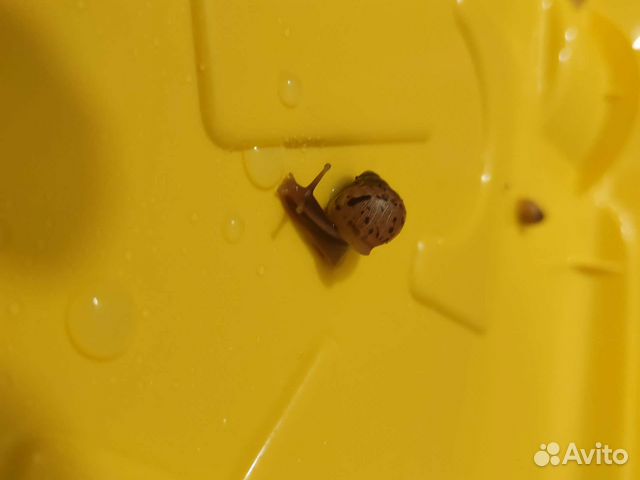 Отдам улиток ахатин