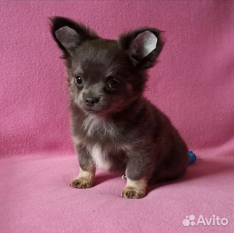 Чихуахуа мальчик