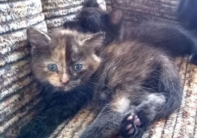 Котята в добрые руки бесплатно