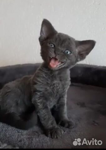 Девон рекс Плюш