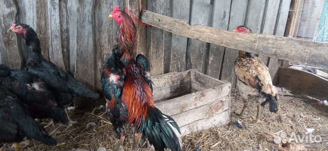 Бойцовая птица