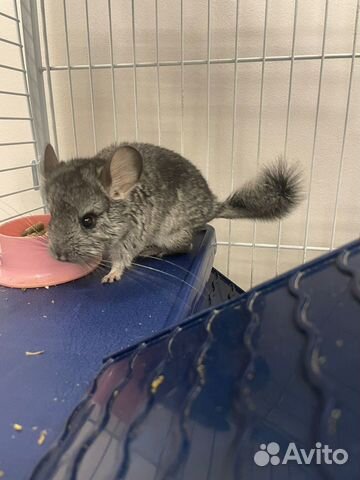 Продам шиншиллу
